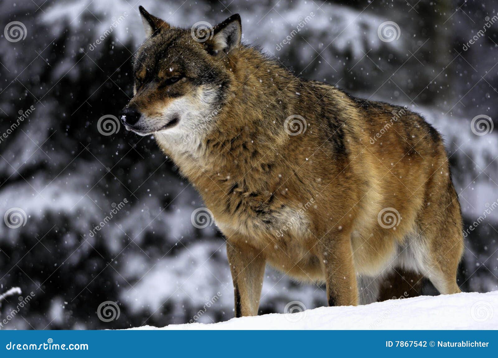 Wolf in winter stock photo. Image of outside, outdoor - 7867542