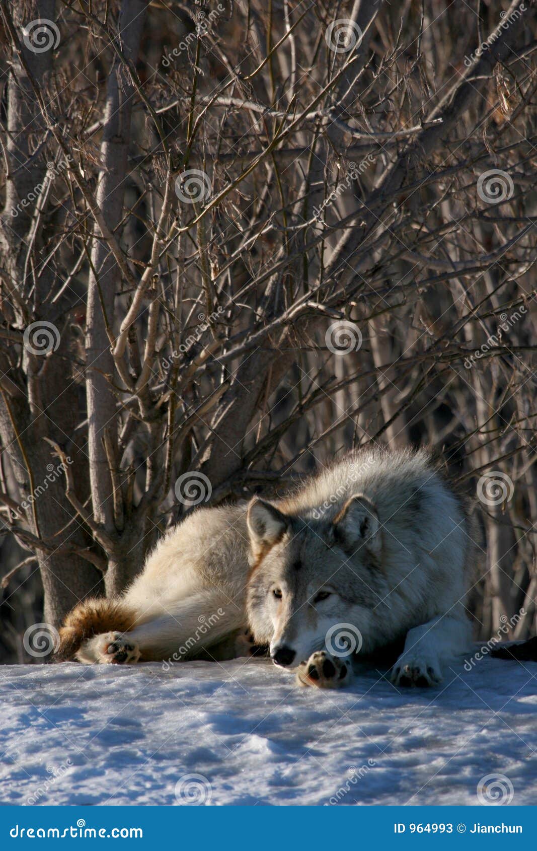 Wolf in winter stock image. Image of mammal, white, animal - 964993