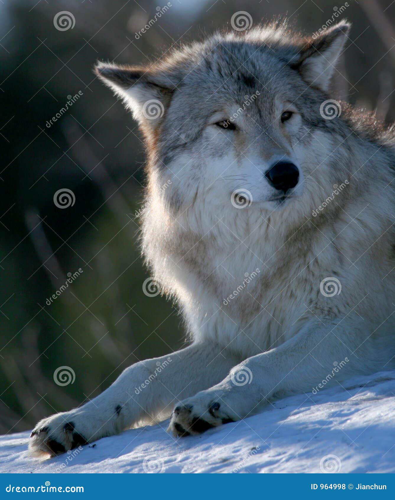 Wolf in winter stock photo. Image of winter, animal, mammal - 964998