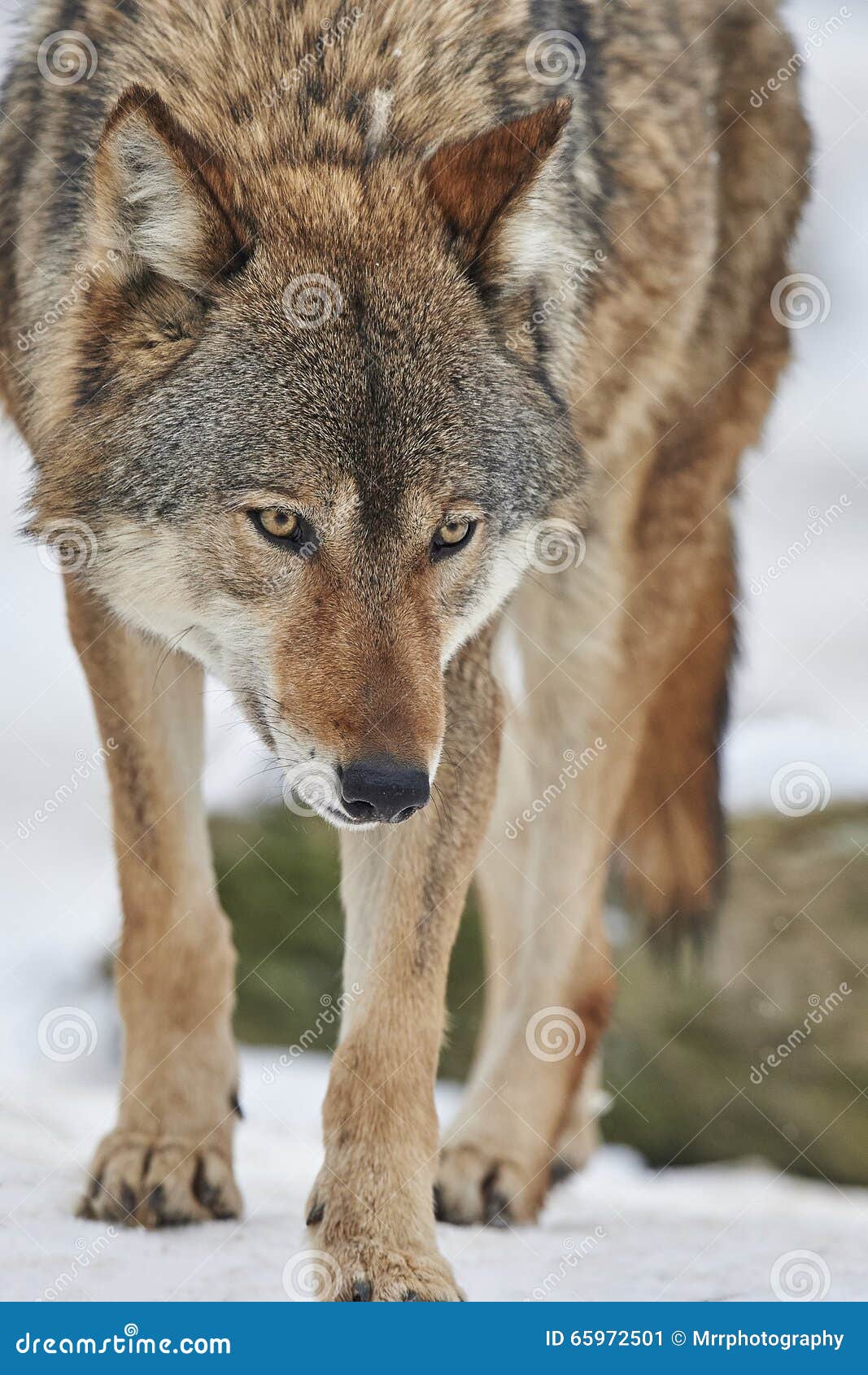 Canadian Red Wolf