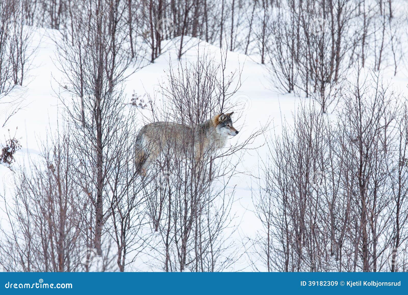 Wolf in winter landscape stock image. Image of animal - 39182309