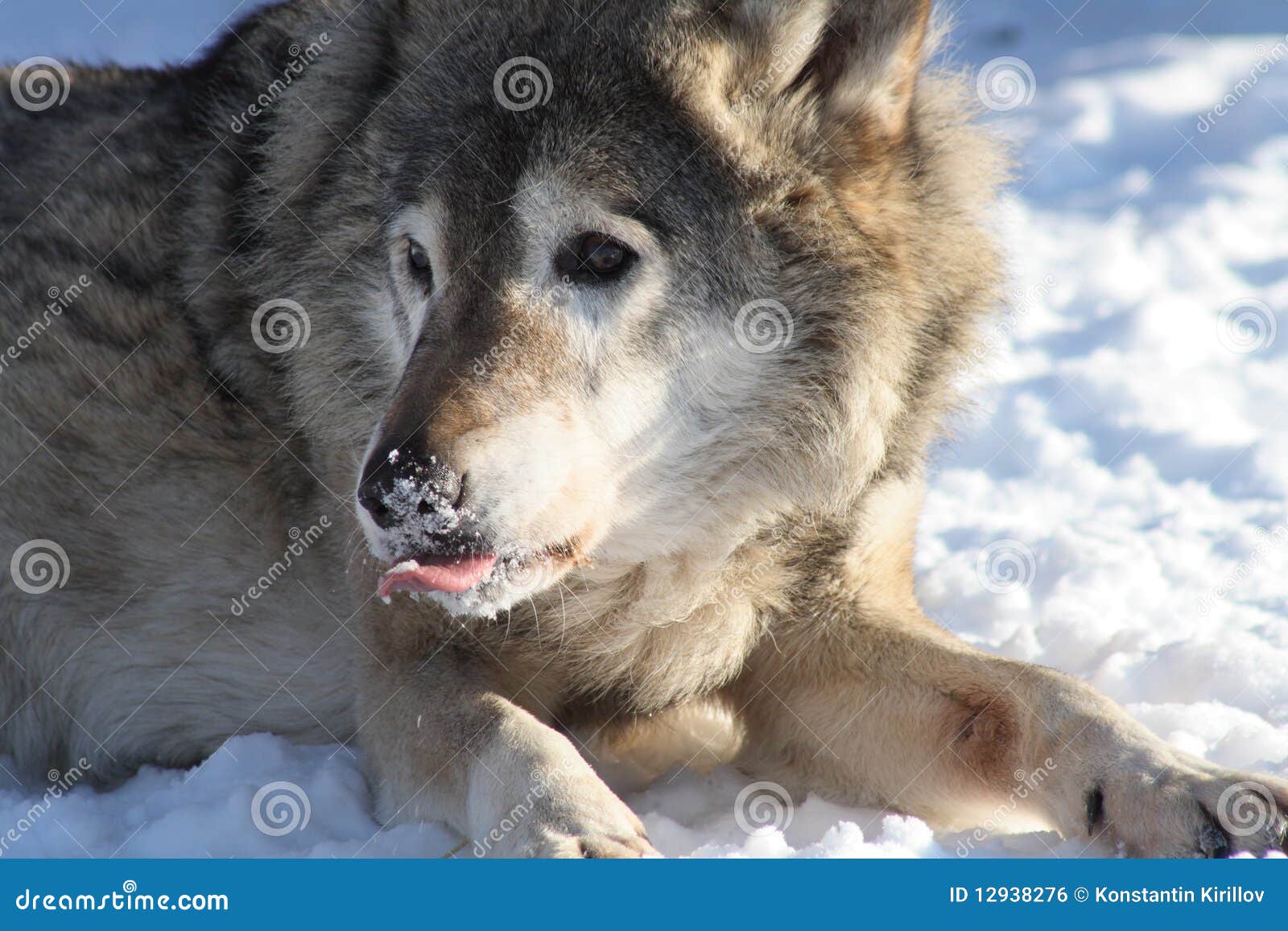 Wolf Winter Portrait stock photo. Image of wild, carnivore - 12938276
