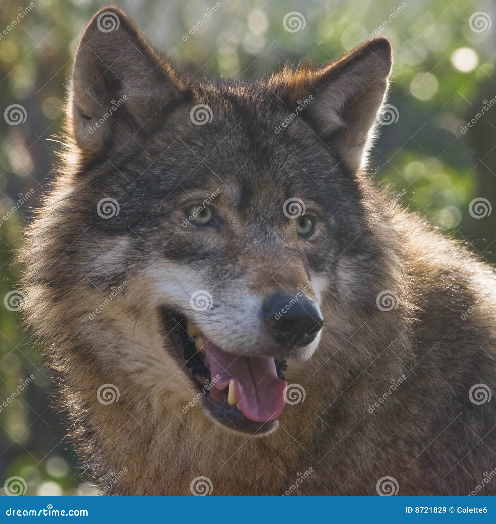 Wolf in Winter Sun Light Looking Stock Image - Image of timber, canine ...