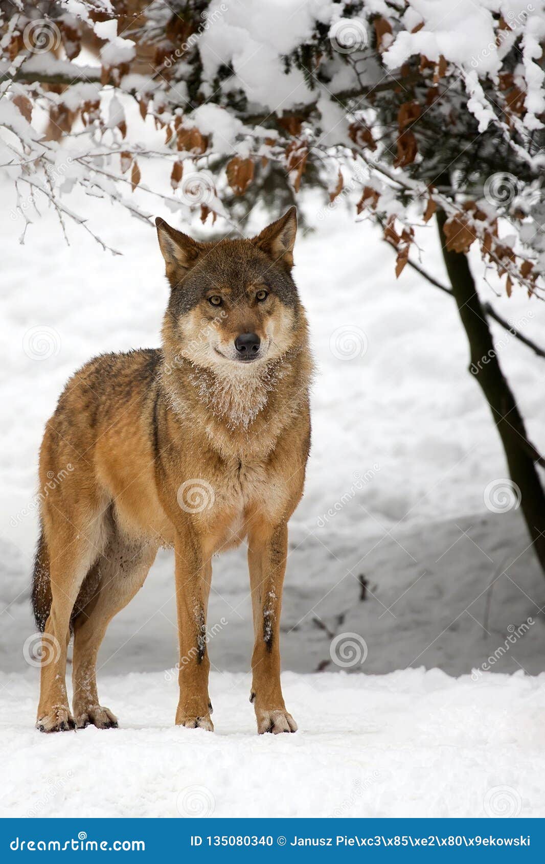 Wolf in winter stock photo. Image of portrait, wildlife - 135080340