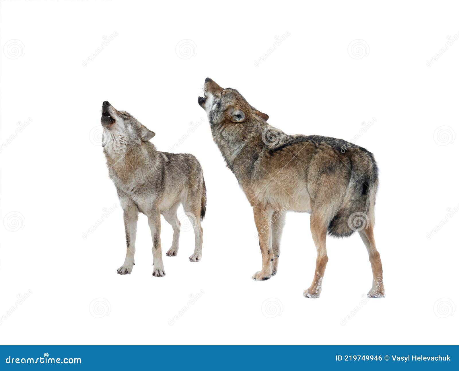 Wolf Pack Howling Wallpaper