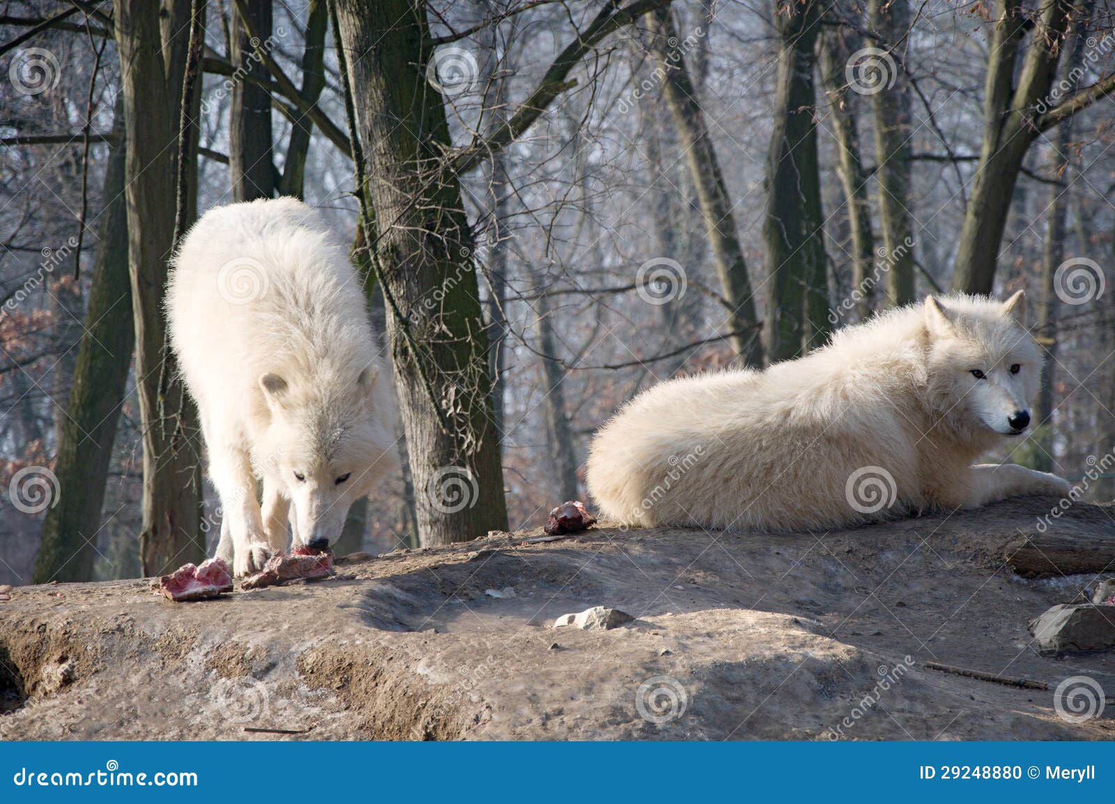 431 White Wolf Eating Meat Stock Photos - Free & Royalty-Free Stock ...