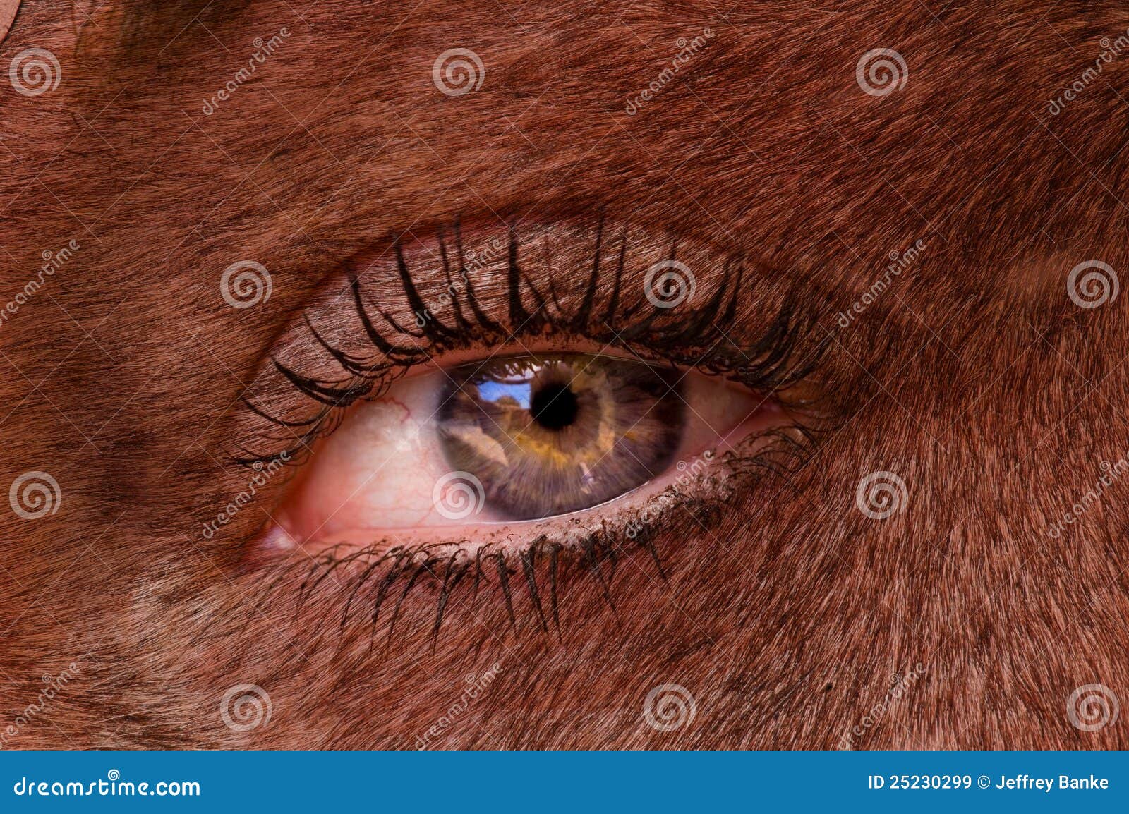 Wolf woman stock image. Image of pupil, vision, portrait - 25230299