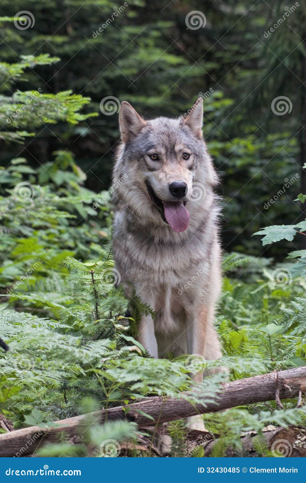 Wolf in the wood stock image. Image of animal, fern, wood - 32430485