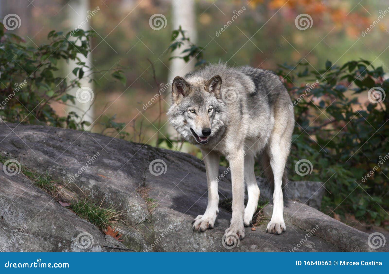 Wolf in the woods stock image. Image of mammals, mirceax - 16640563