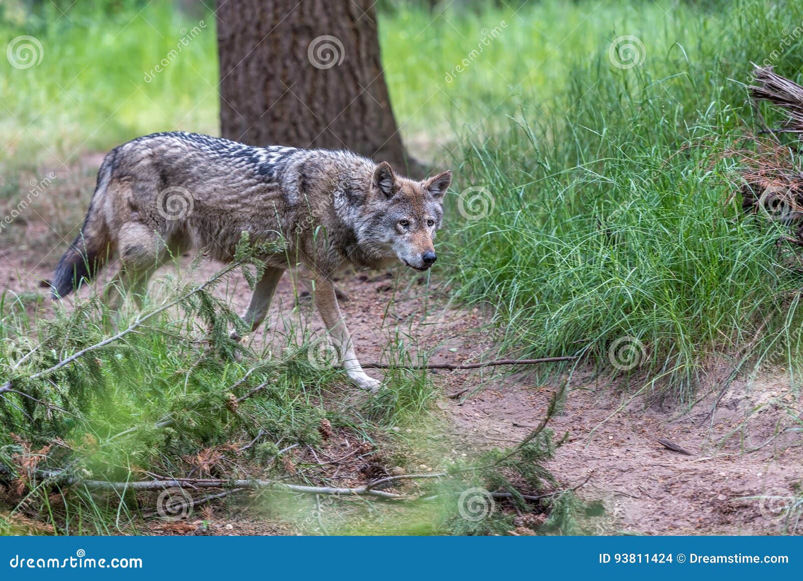 A wolf in the woods stock photo. Image of looking, breed - 93811424