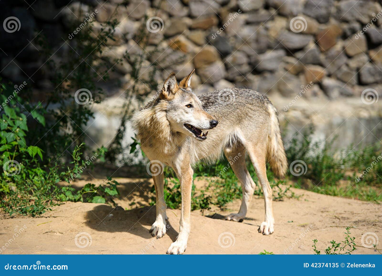 Wolf in the woods stock image. Image of wolf, wildlife - 42374135