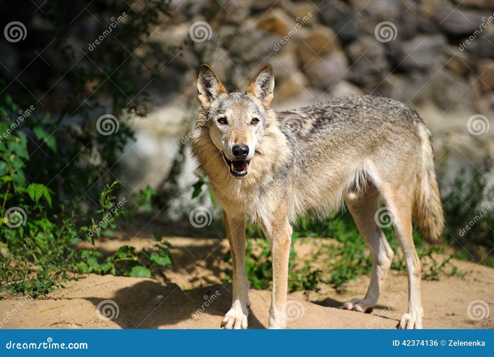 Wolf in the woods stock photo. Image of nature, mexican - 42374136