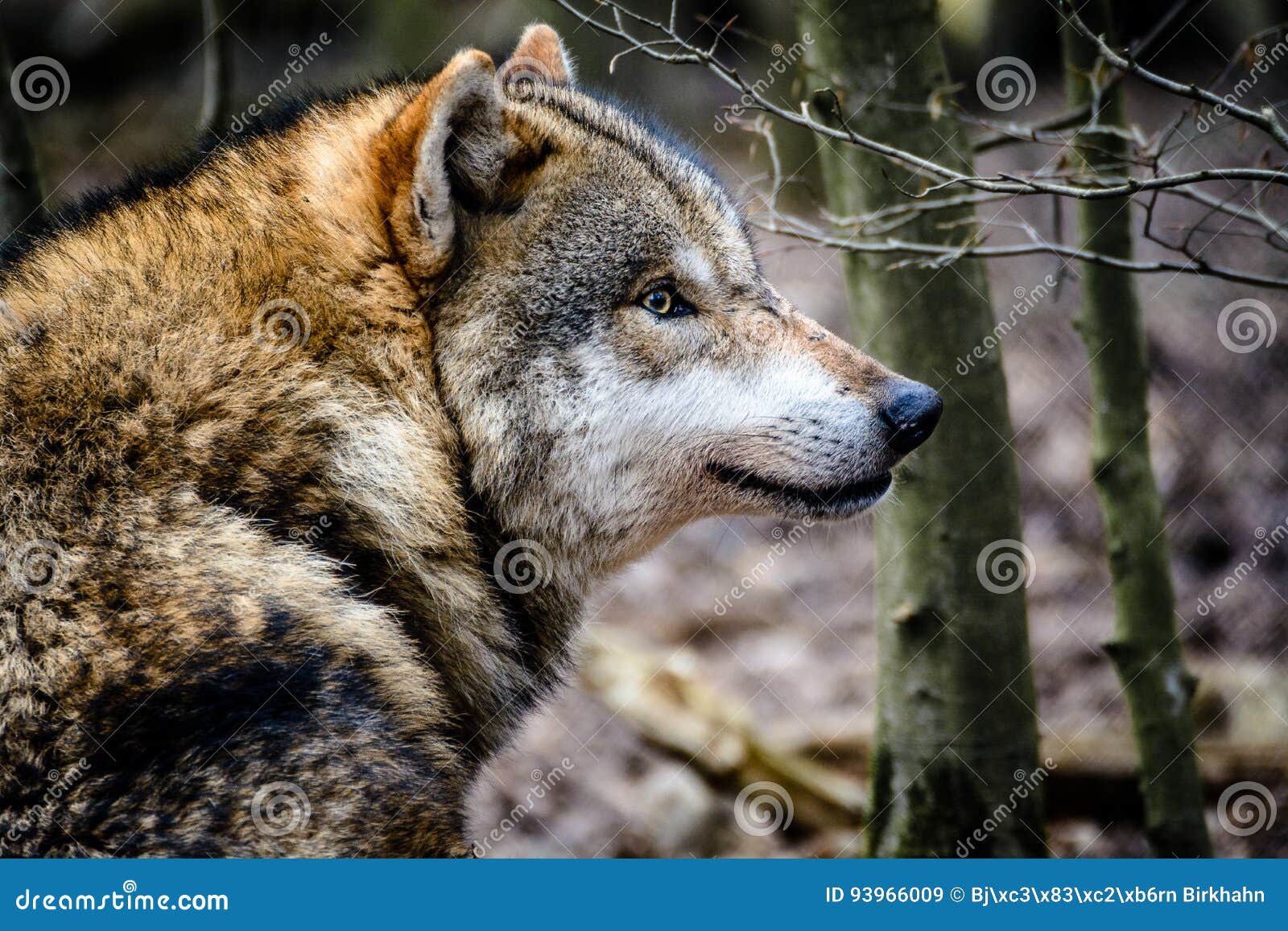 Wolf in the woods stock image. Image of forest, dangerous - 93966009