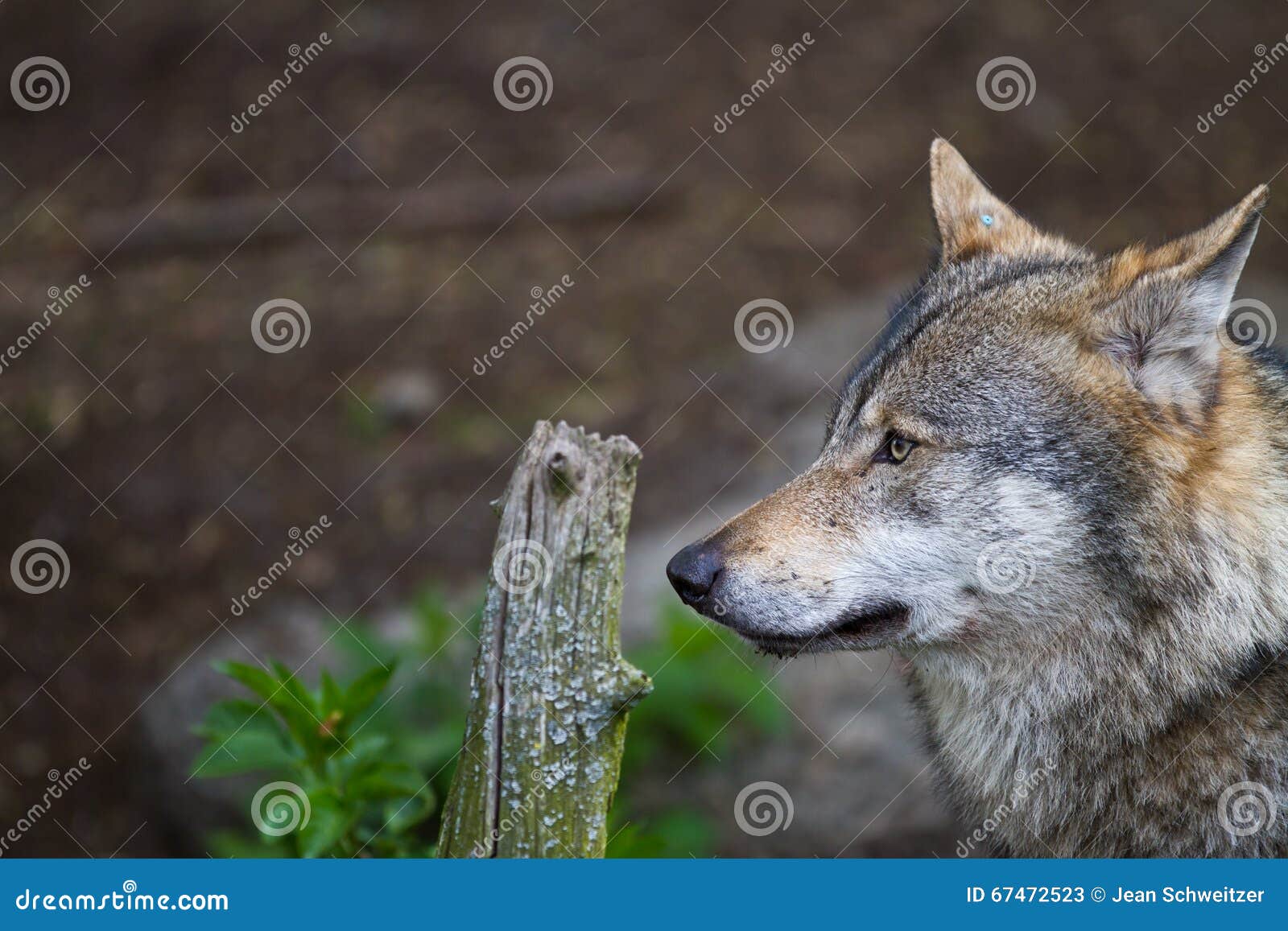 Wolf stock image. Image of garden, wild, denmark, zoological - 67472523