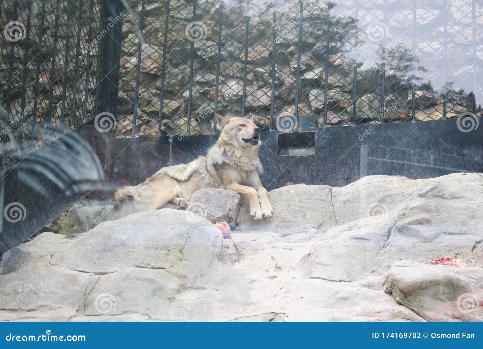 The wolf in the zoo stock photo. Image of idle, surrounded - 174169702