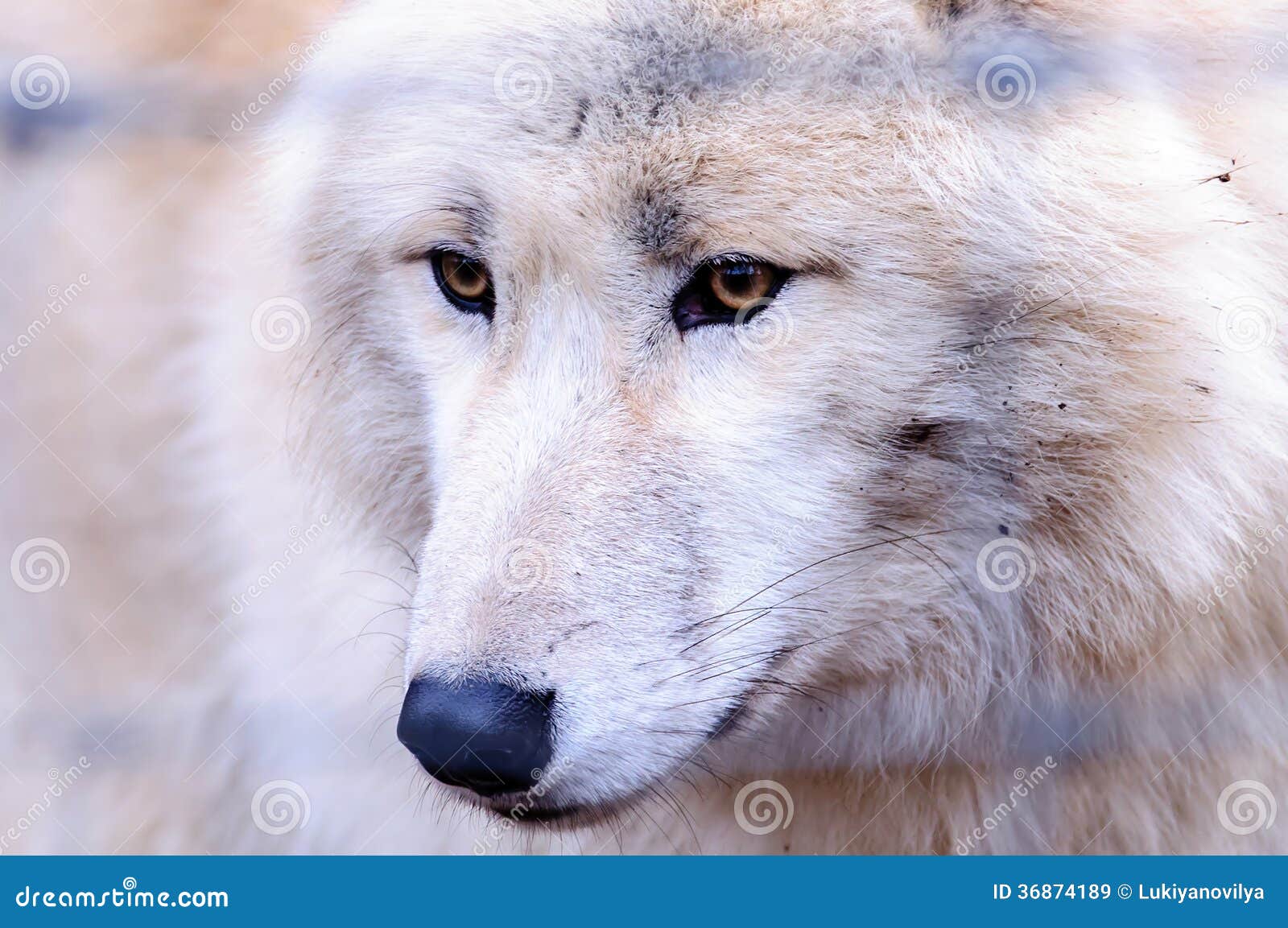 Wolf in ZOO in Vienna stock image. Image of black, nature - 36874189