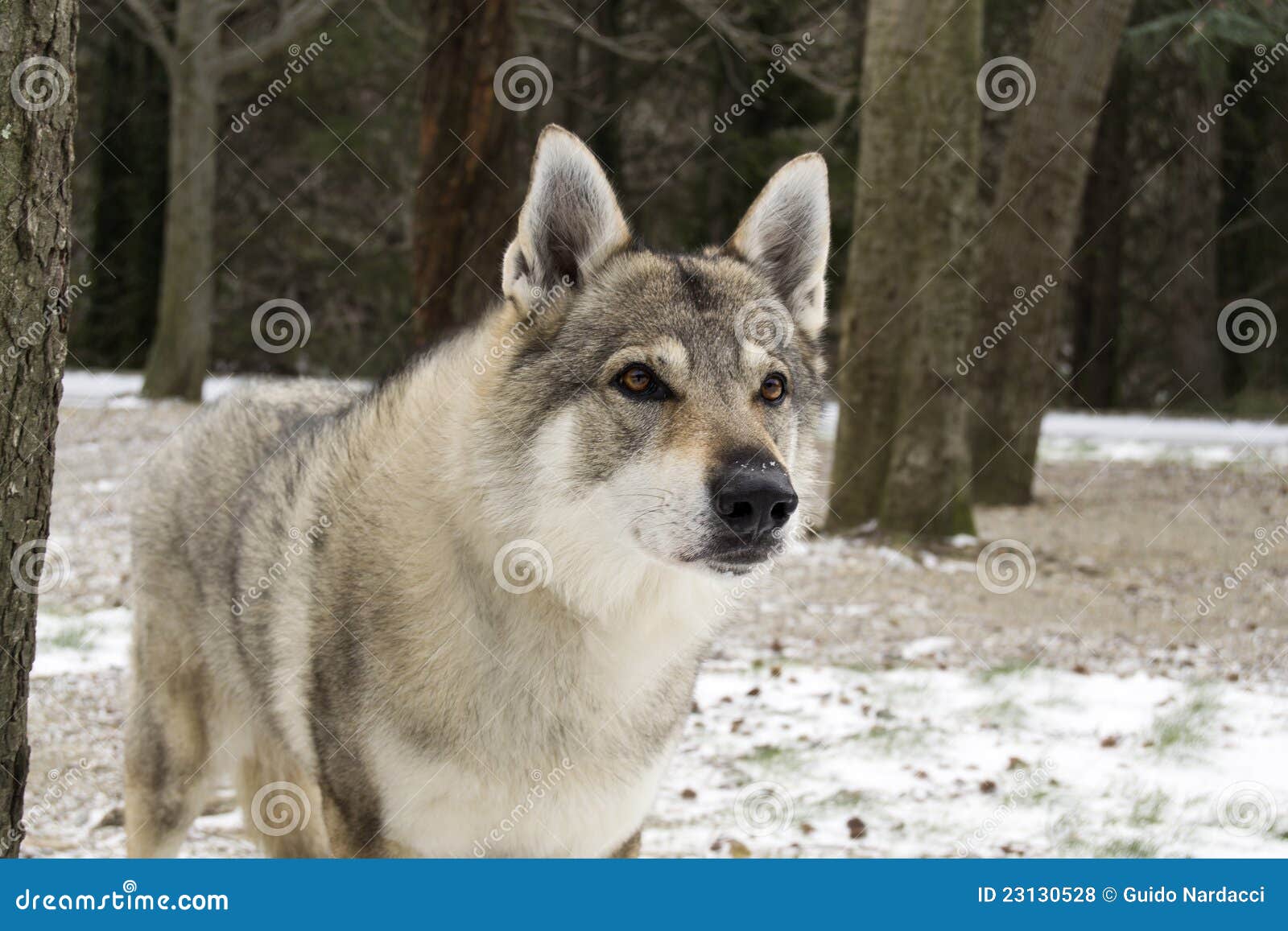 Wolfdog Czechoslovakian foto de stock. Imagem de verde - 23130528