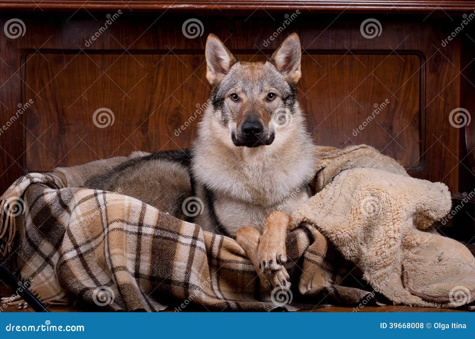 Wolfdog at home stock photo. Image of eyes, beauty, breed - 39668008