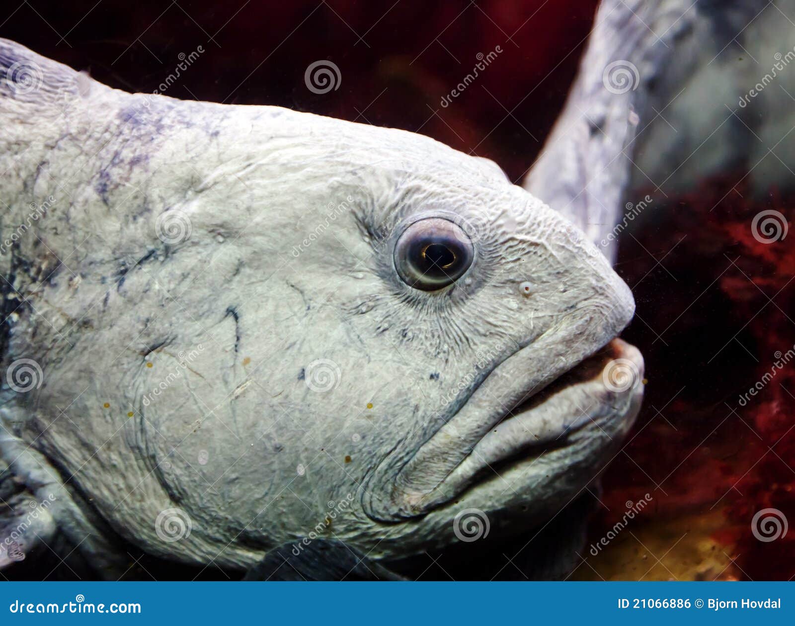 Wolffish stock photo. Image of anarhichadidae, biology - 21066886