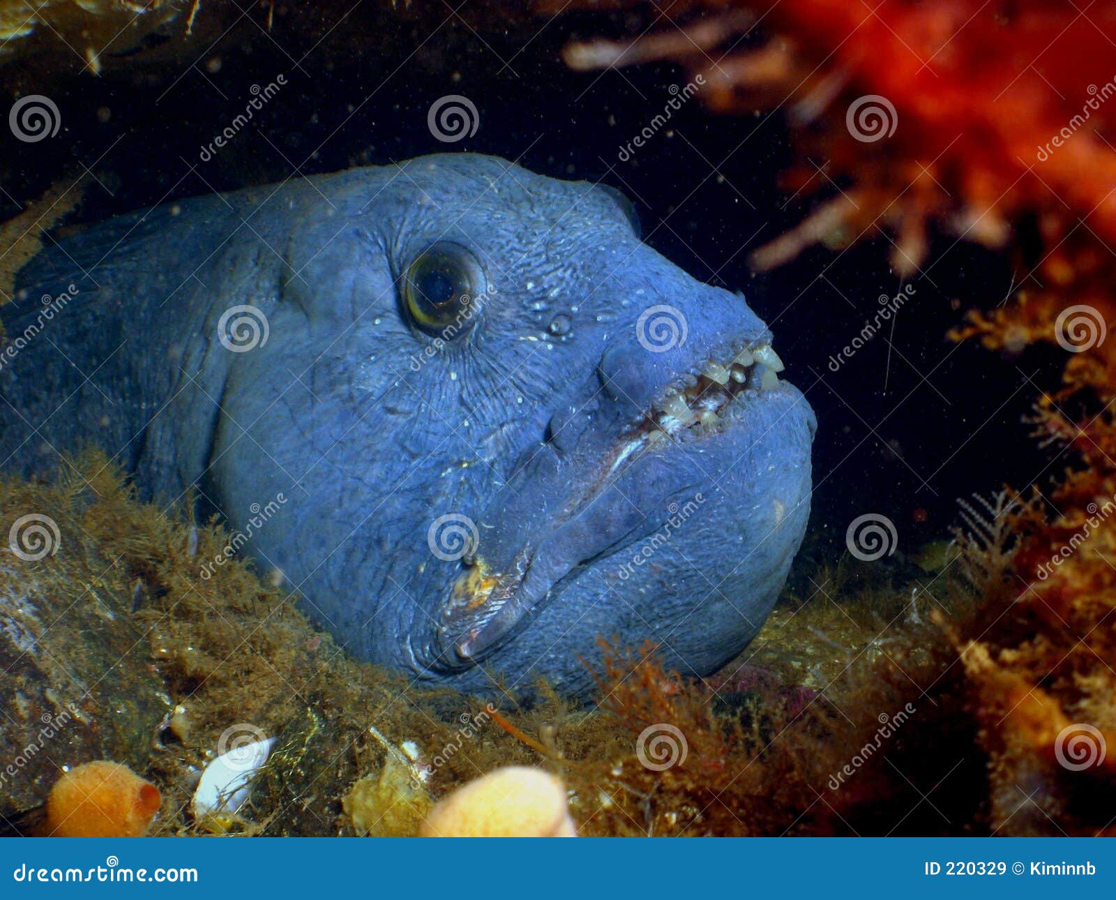 Wolffish stock image. Image of underwater, teeth, diving - 220329