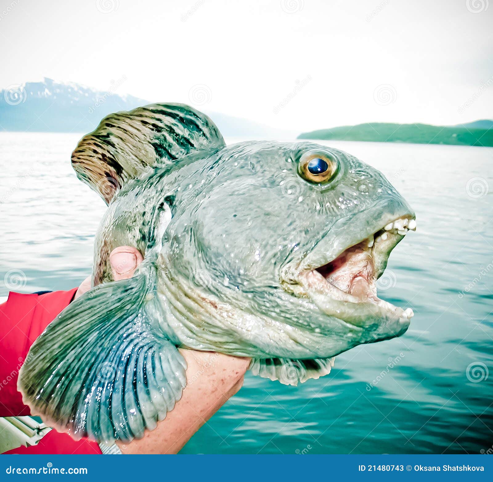 Wolffish, Anarhichas Lupus. Stock Image - Image of fish, lupus: 21480743