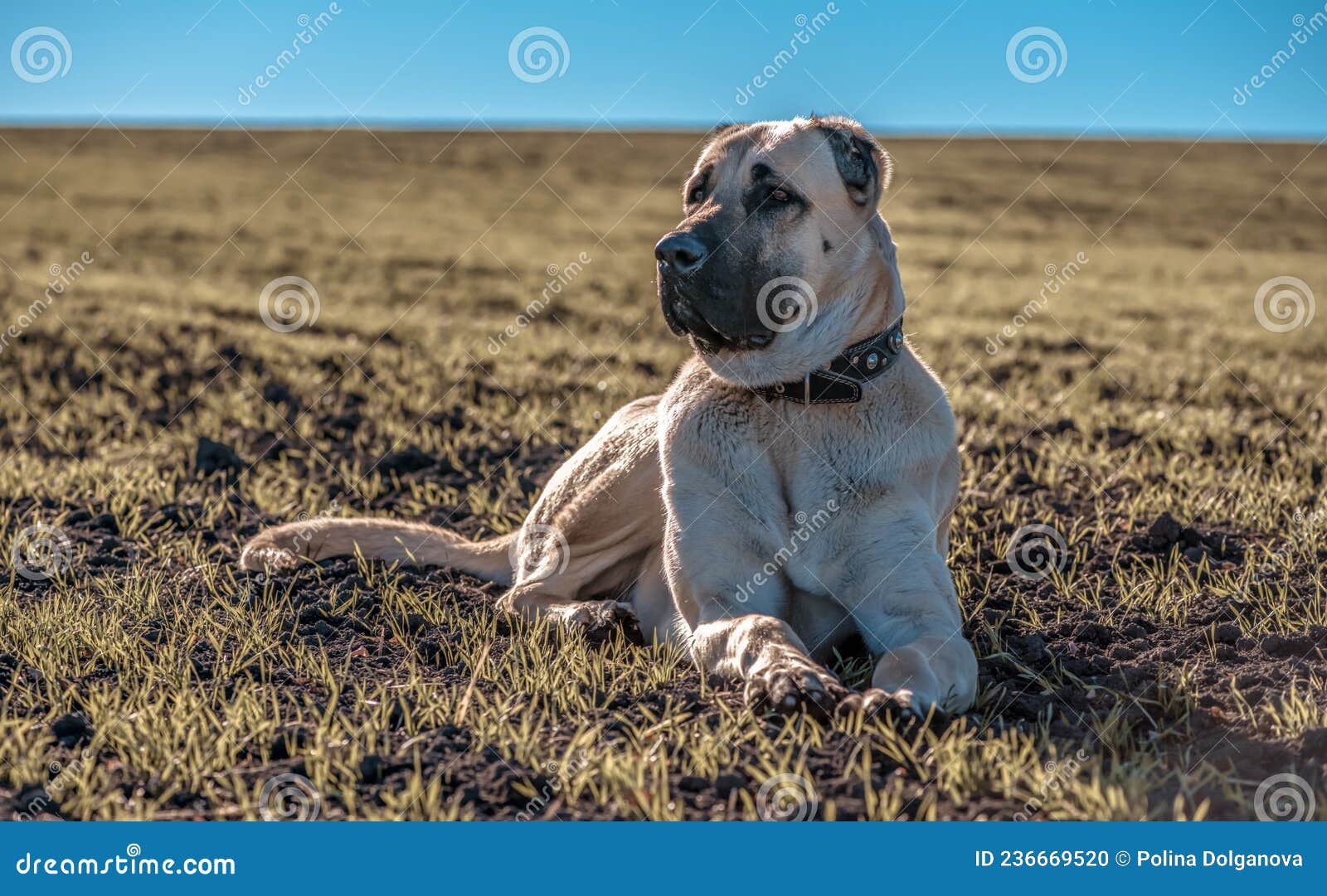 Wolfhound stock photo. Image of retriever, carnivore - 236669520