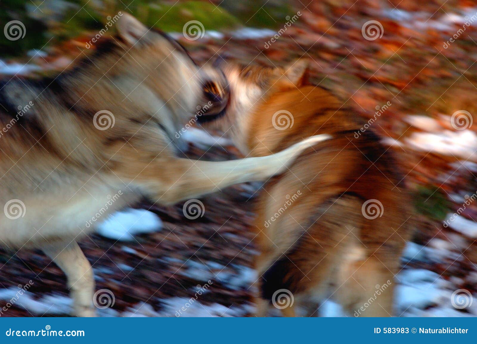 Wolfs in action stock image. Image of eyes, alone, power - 583983