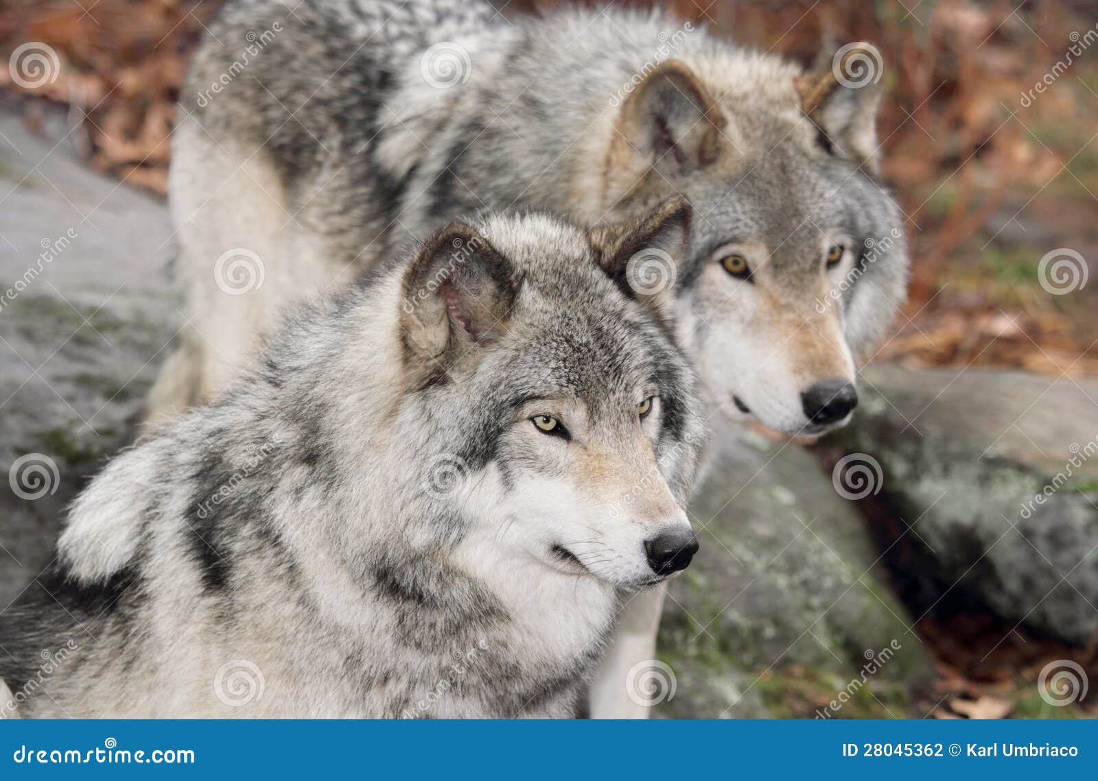 Wolfs in forest stock photo. Image of mammal, gray, beauty - 28045362