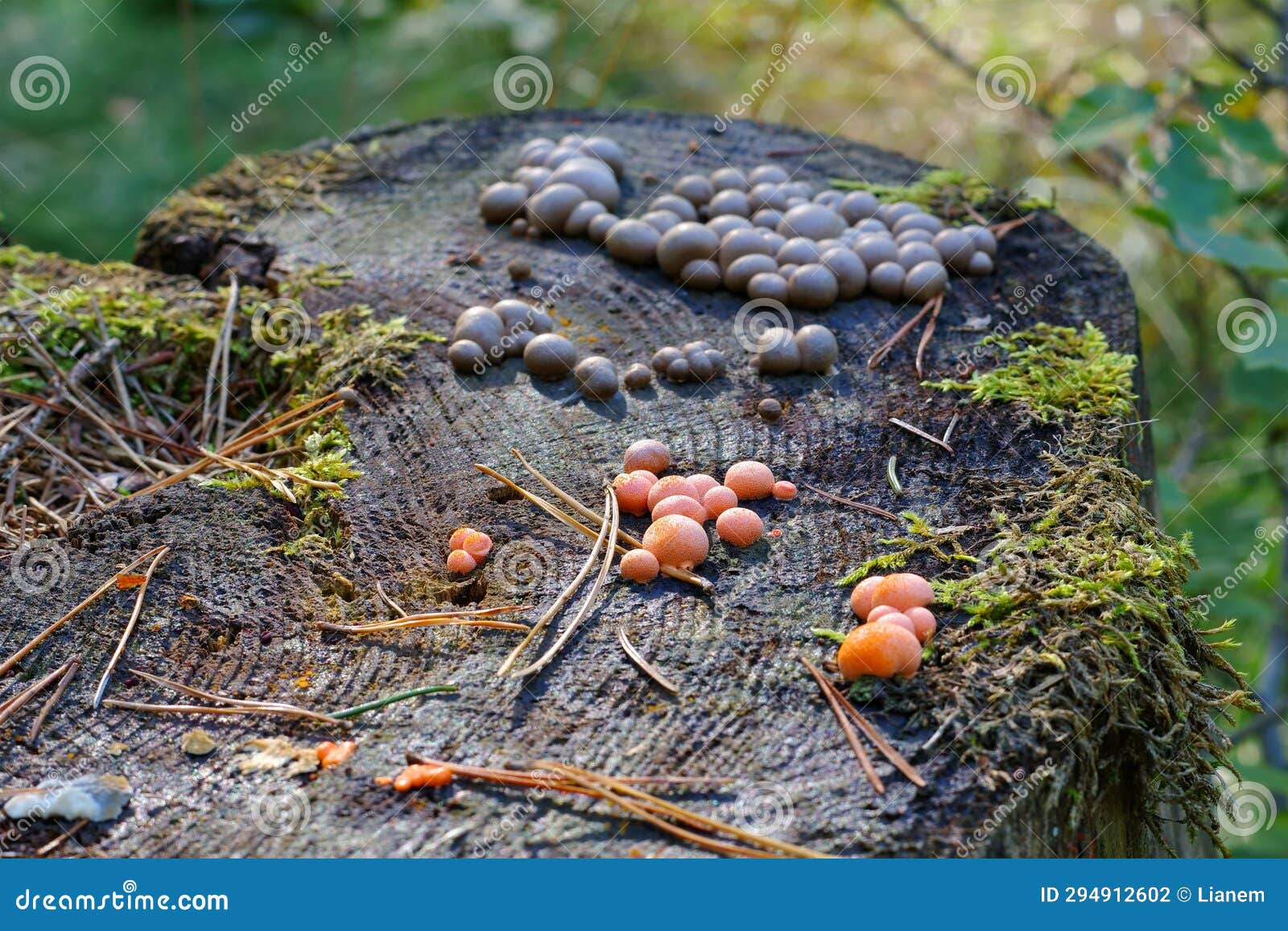 Wolfs Milk or Lycogala Epidendrum in Forest Stock Photo - Image of ...