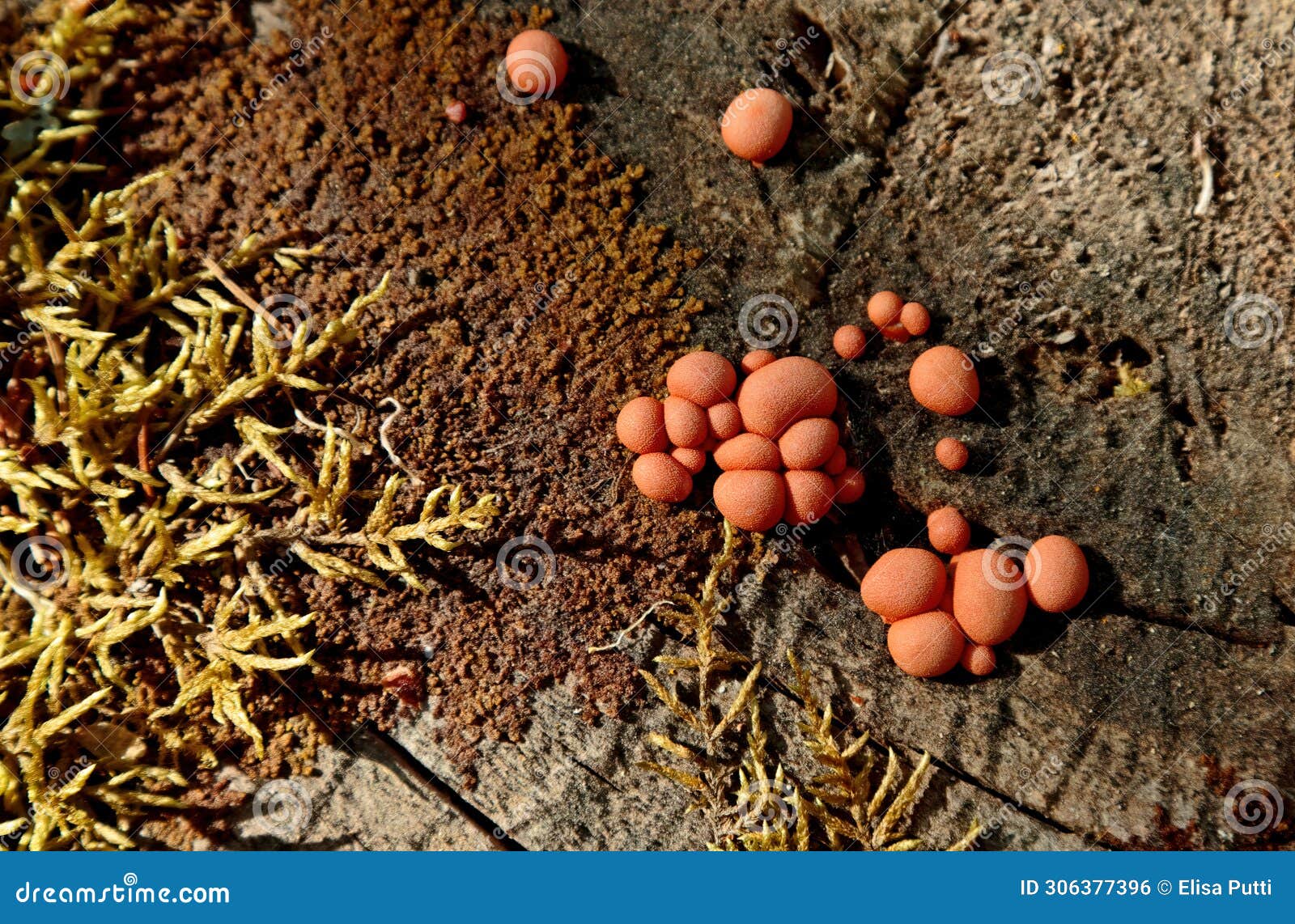 Wolfs Milk Slime Growing on a Tree Stump Stock Photo - Image of amoeba ...