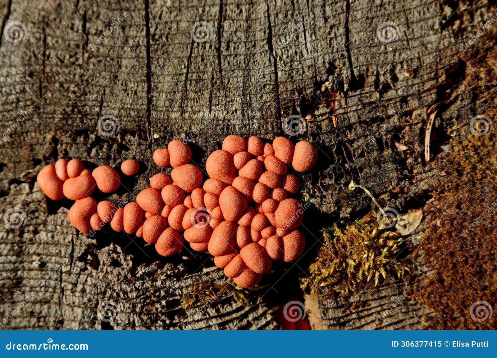 Wolfs Milk Slime Growing on a Tree Stump Stock Image - Image of milk ...