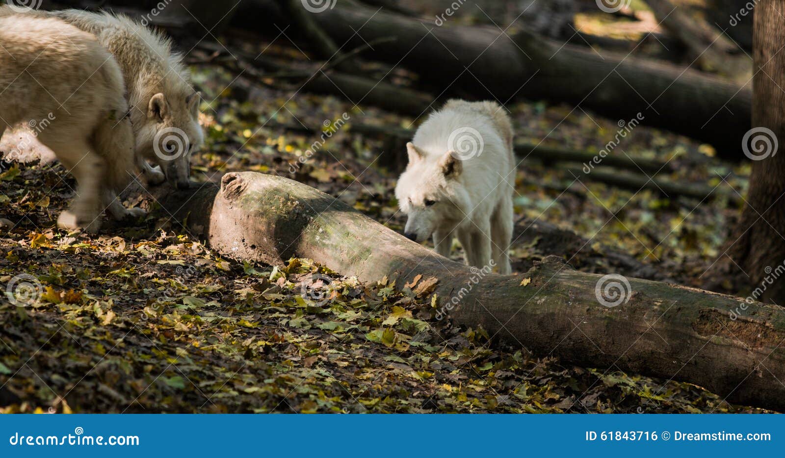 Wolfs with tree stock photo. Image of animal, africa - 61843716