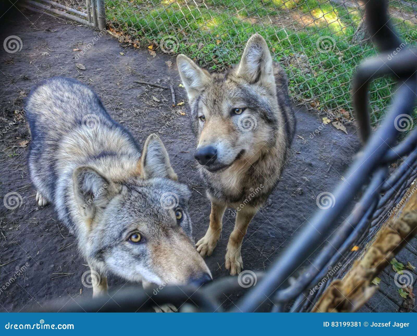Wolfs in zoo in Hungary stock image. Image of bear, special - 83199381