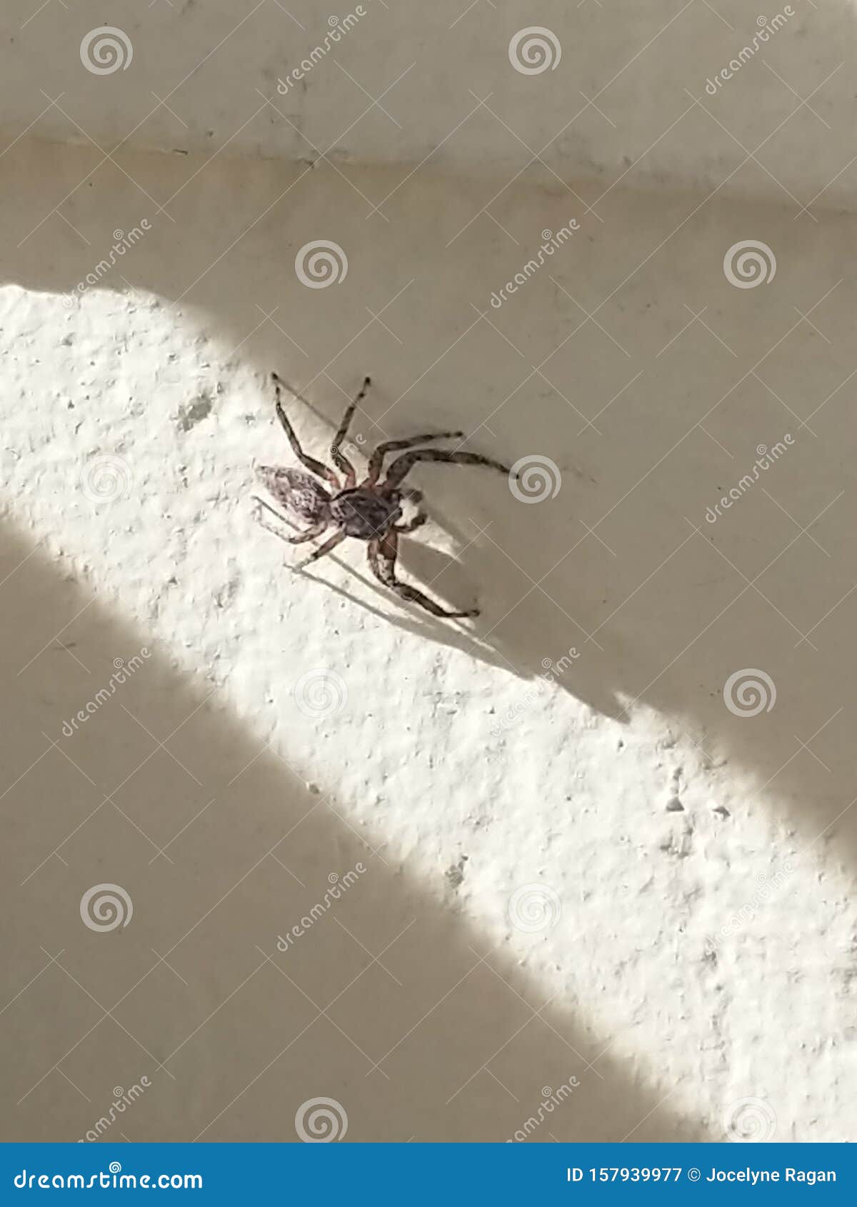 Wolfspider scurry stock image. Image of home, garden - 157939977