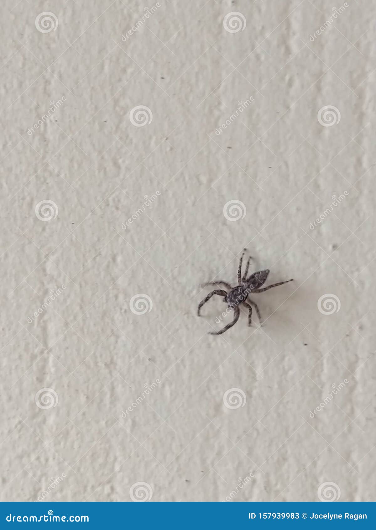 Wolfspider scurry stock image. Image of home, nature - 157939983