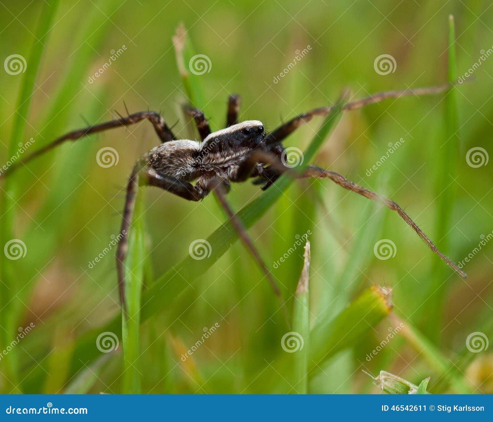 Wolfspinne, Lycosidae Pardosa-lugubris Stockbild - Bild von wild, holz ...