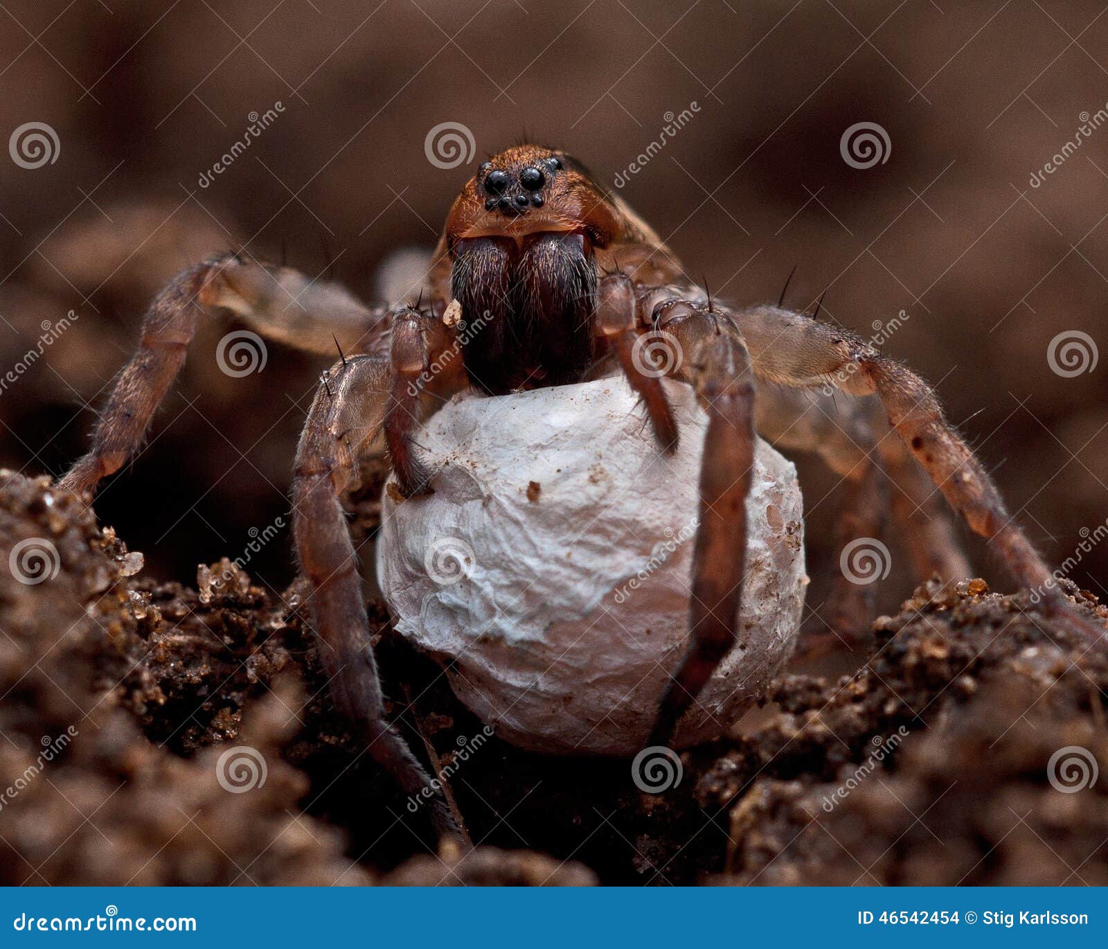 Wolfspinne, Lycosidae Trochosa SP Stockfoto - Bild von schwarzes, tier ...