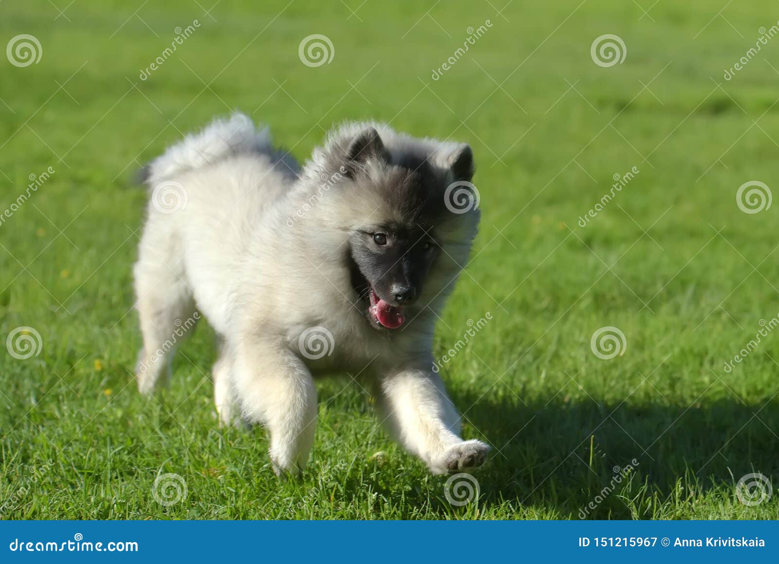 Wolfspitz Puppy Happy Running through the Grass Stock Image - Image of ...