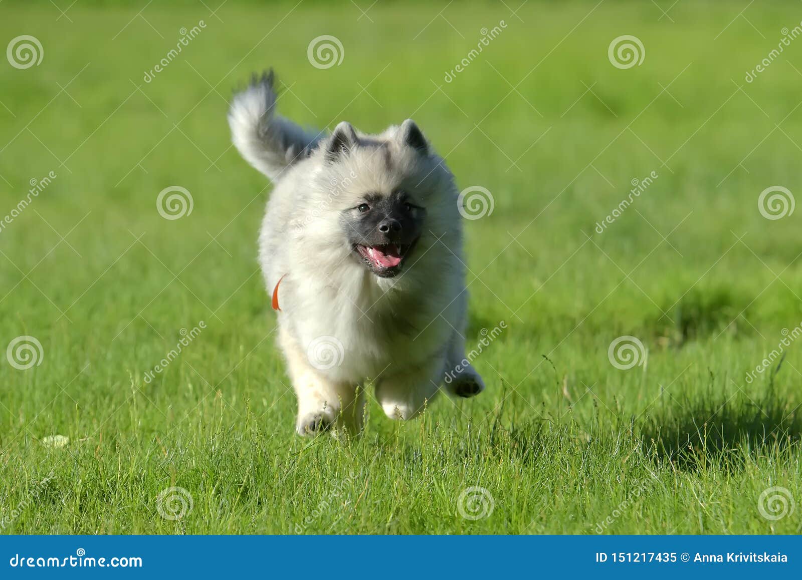 Wolfspitz Puppy Happy Running through the Grass Stock Image - Image of ...
