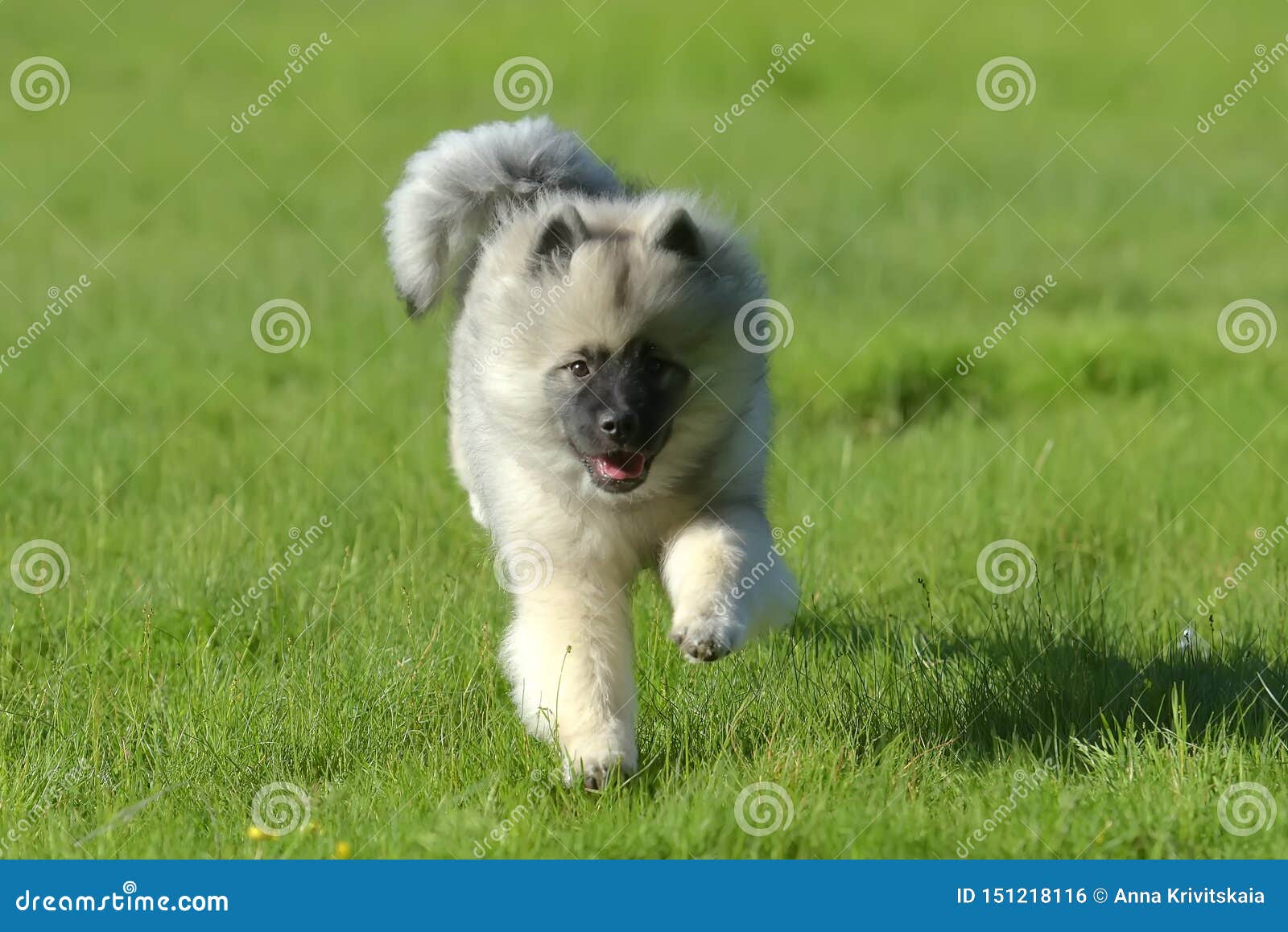 Wolfspitz Puppy Happy Running through the Grass Stock Photo - Image of ...