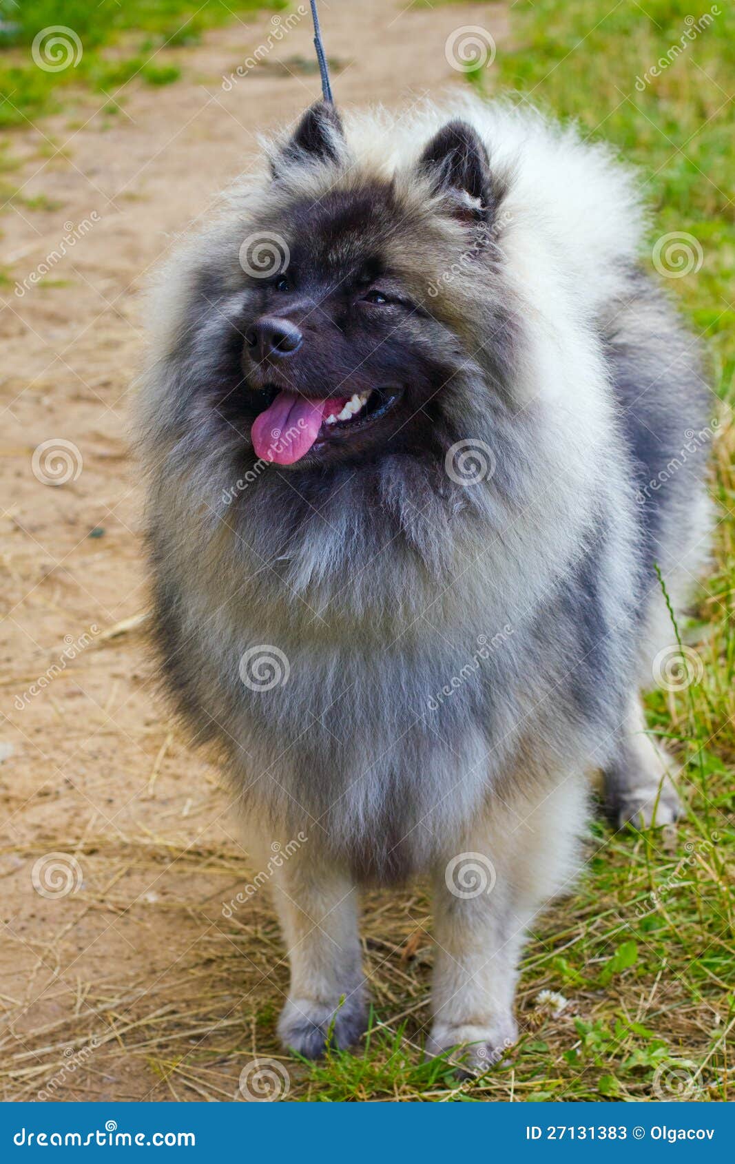 Wolfsspitz Dog Smiles on the Green Grass Stock Image - Image of hair ...