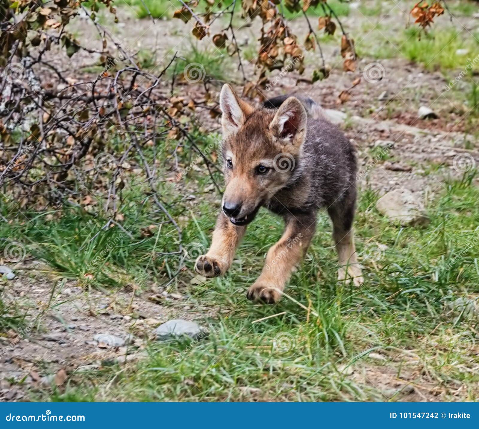 Wolfswelp stock foto. Image of takken, grijs, haar, wolf - 101547242