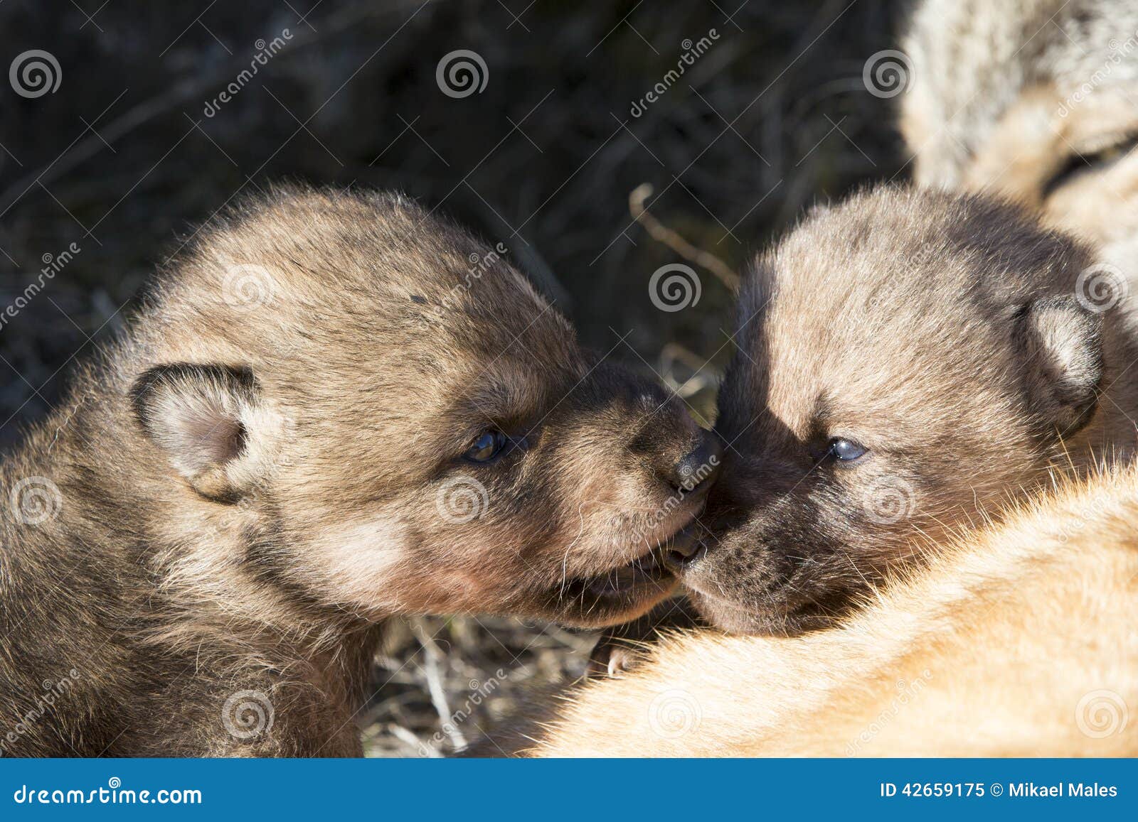 Wolf pups playing together stock image. Image of bones - 42659175