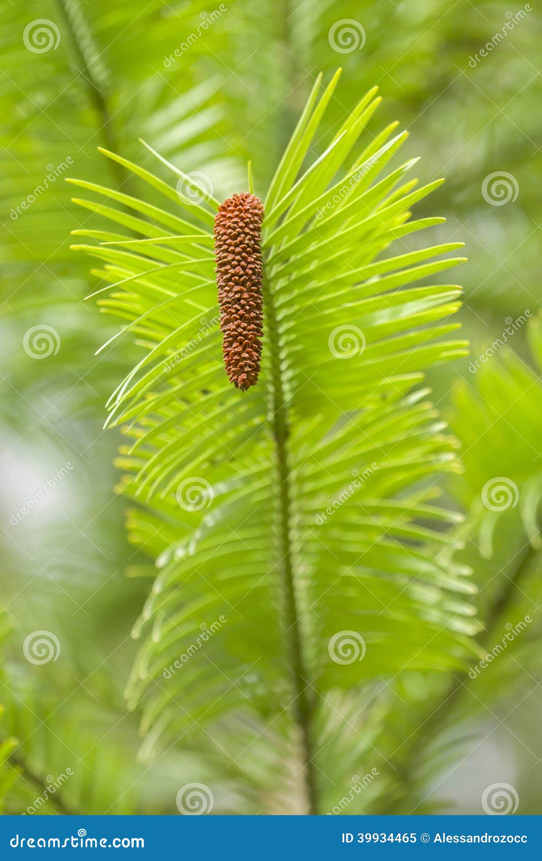 Wollemi Pine Tree Stock Image | CartoonDealer.com #39934465