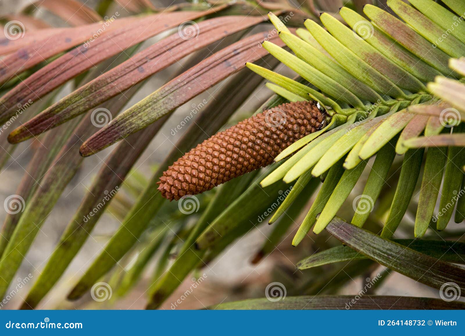 Wollemia Nobilis or Wollemi Pine Stock Photo - Image of wollemi, tree ...