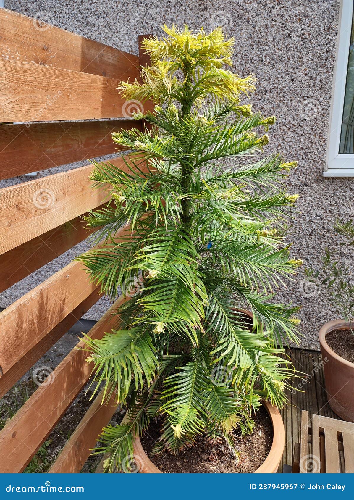 Wollemia nobilis stock image. Image of fossil, evergreen - 287945967