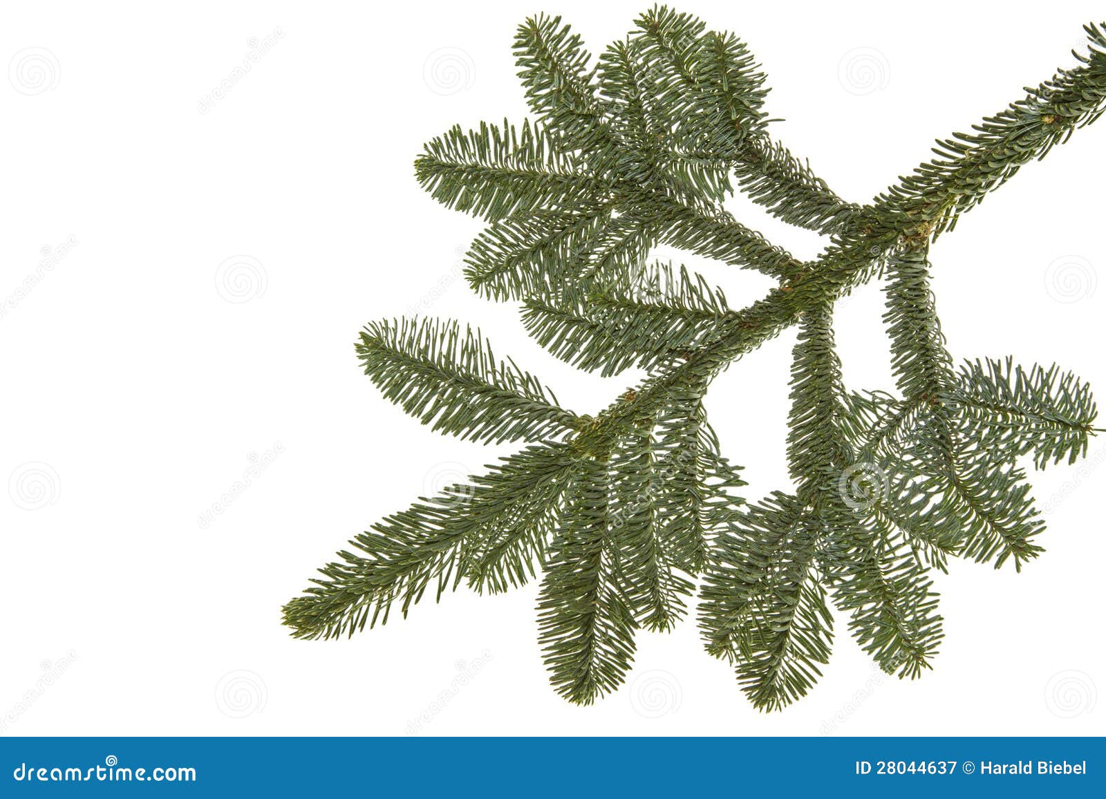 Wollemia Nobilis Tree Twig on White Stock Illustration - Illustration ...