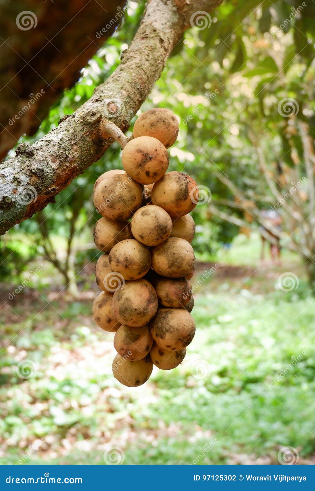 Wollongong on tree stock photo. Image of healthy, longkong - 97125302