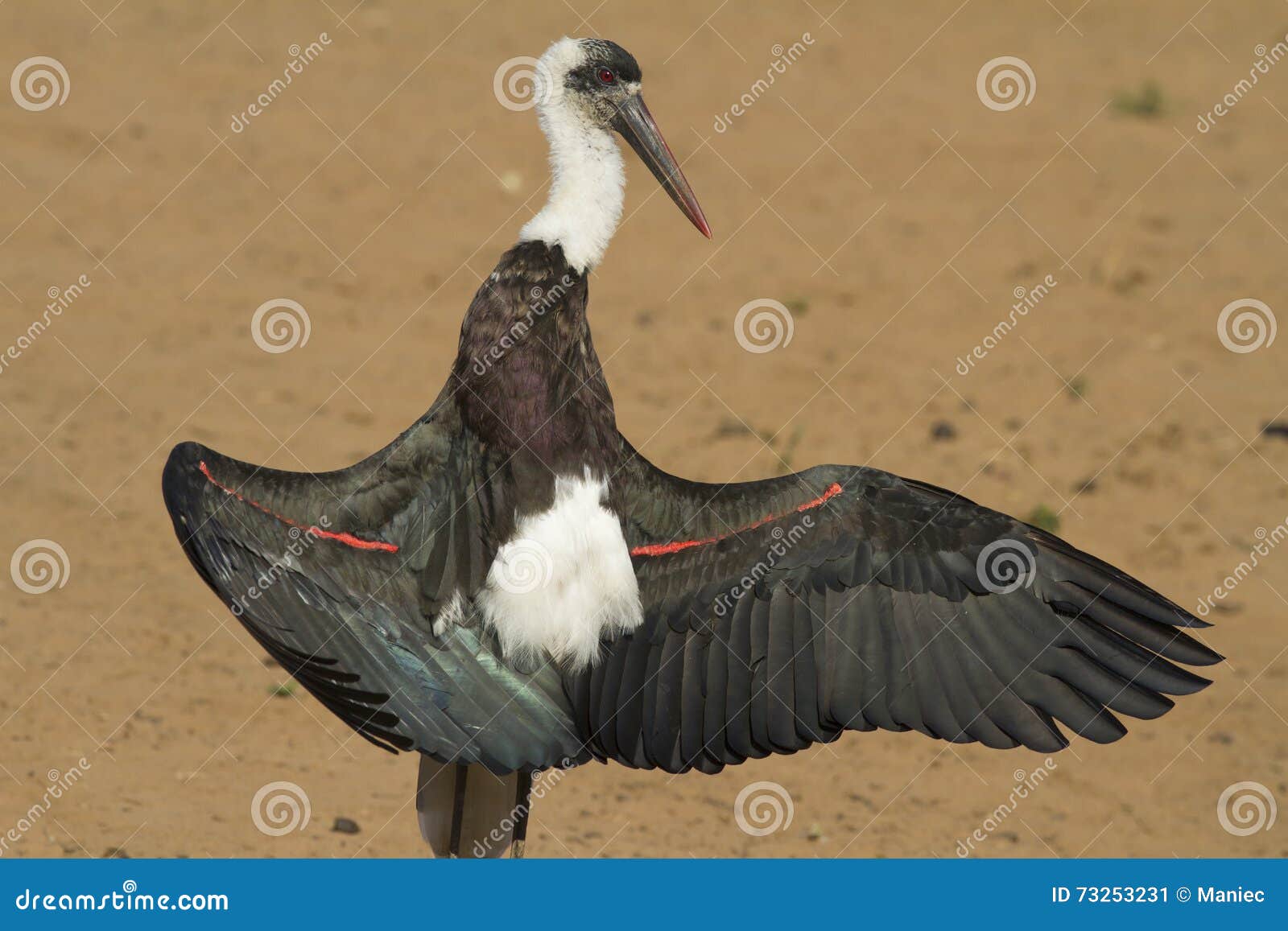 Wolly-necked Stork stock image. Image of woolly, nauture - 73253231