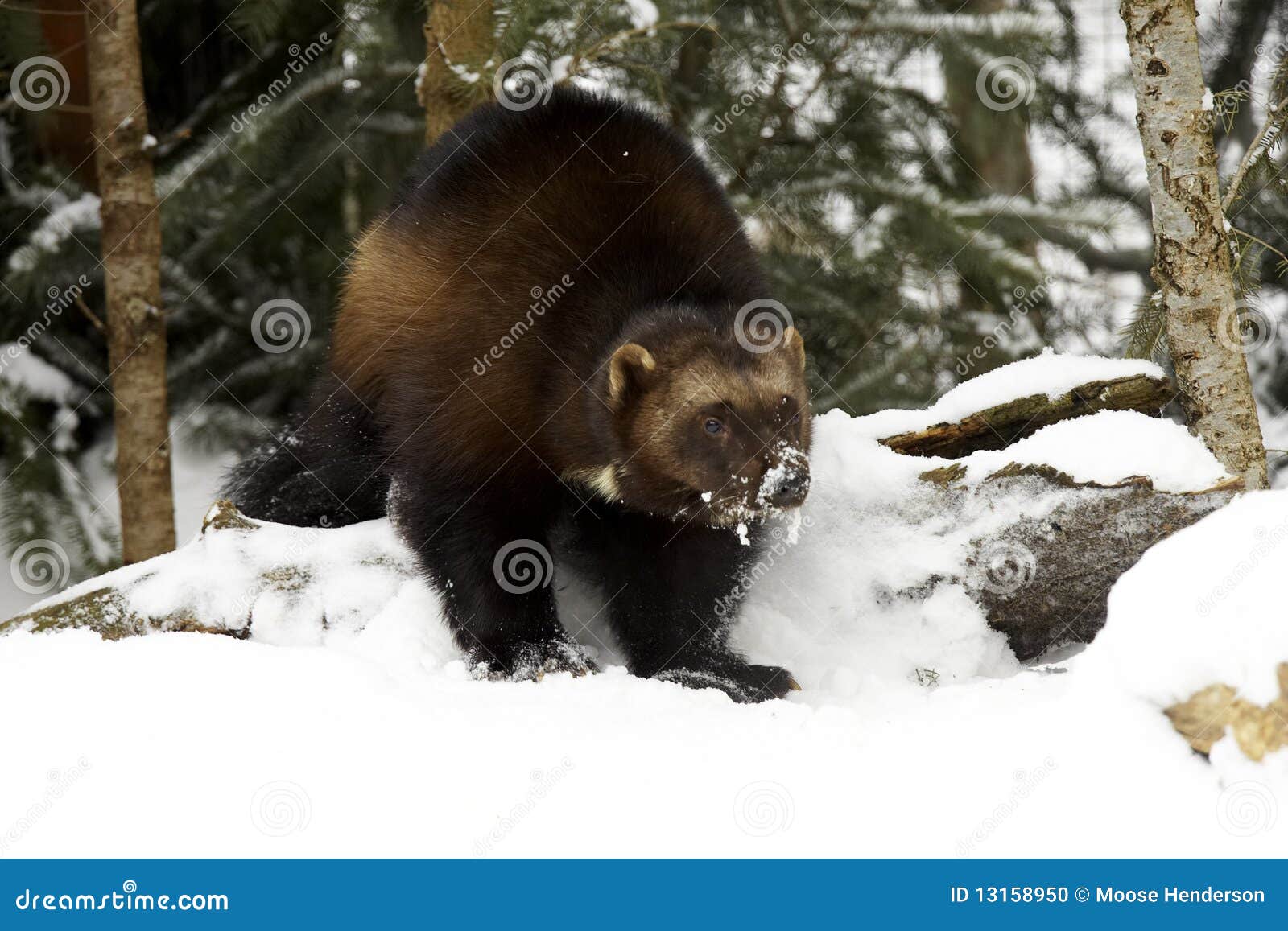 Wolverine stock photo. Image of creatures, creature, zoology - 13158950
